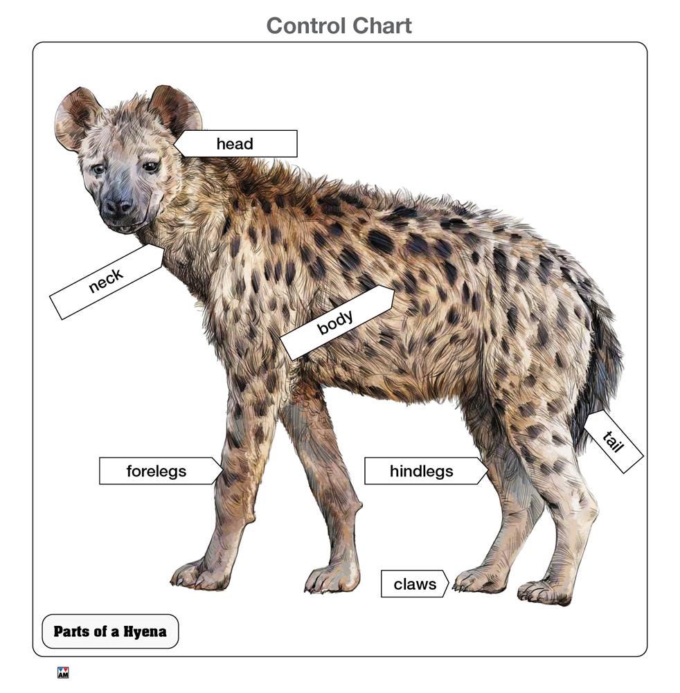 Parts of a Hyena Puzzle With Nomenclature Cards (3-6) (printed ...