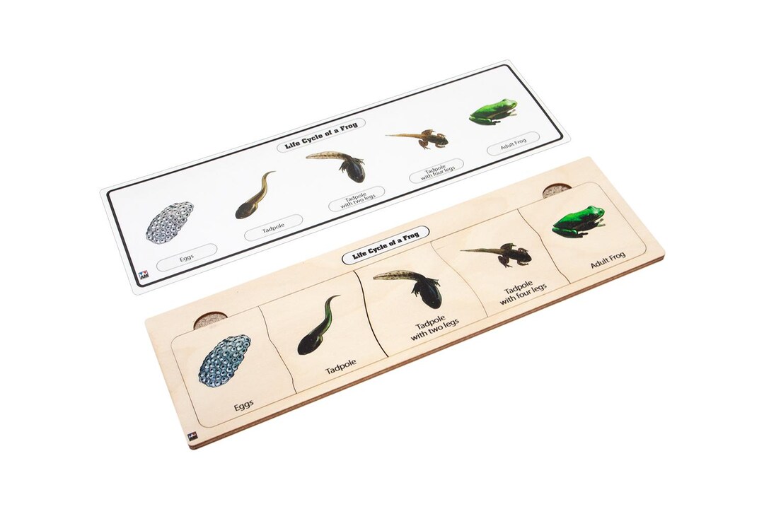 Wooden Frog Life Cycle Puzzle: Montessori Homeschool Learning Toy for ...