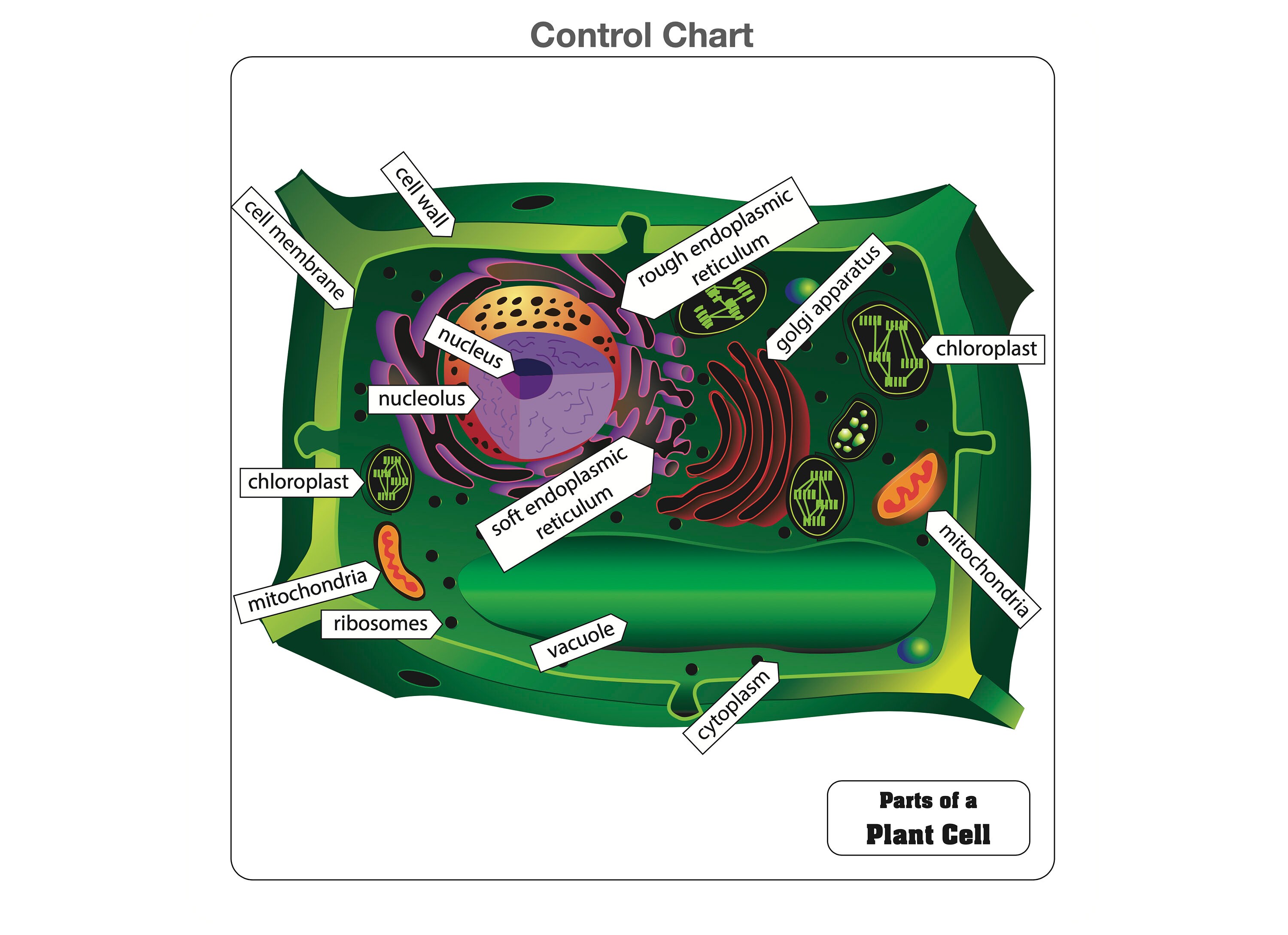 Montessori Parts of a Plant Cell Puzzle Plant Cell Puzzle - Etsy