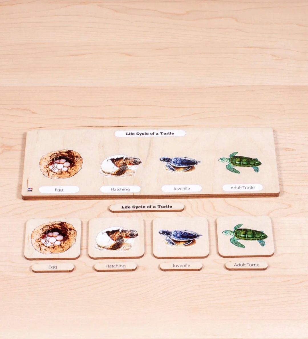 Wooden Life Cycle of a Sea Turtle Puzzle | Montessori Materials ...