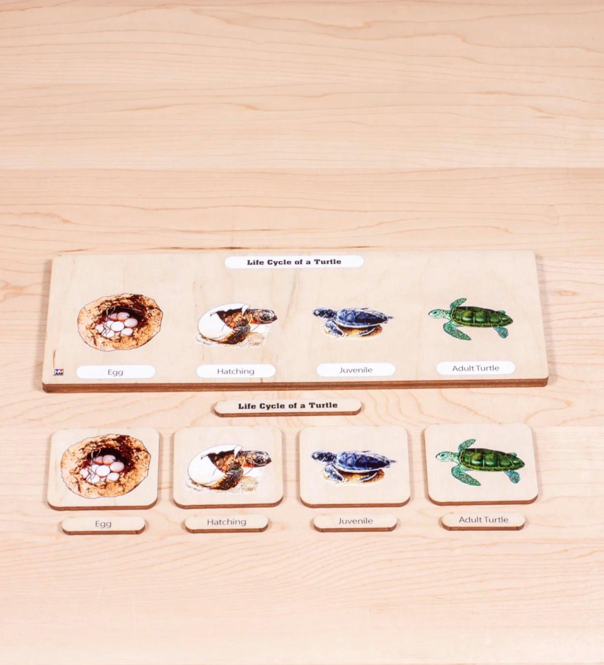 Wooden Life Cycle of a Sea Turtle Puzzle | Montessori Materials ...