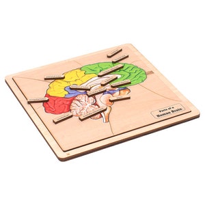 Montessori Parts of a Human Brain Puzzle - Montessori Science Materials ...