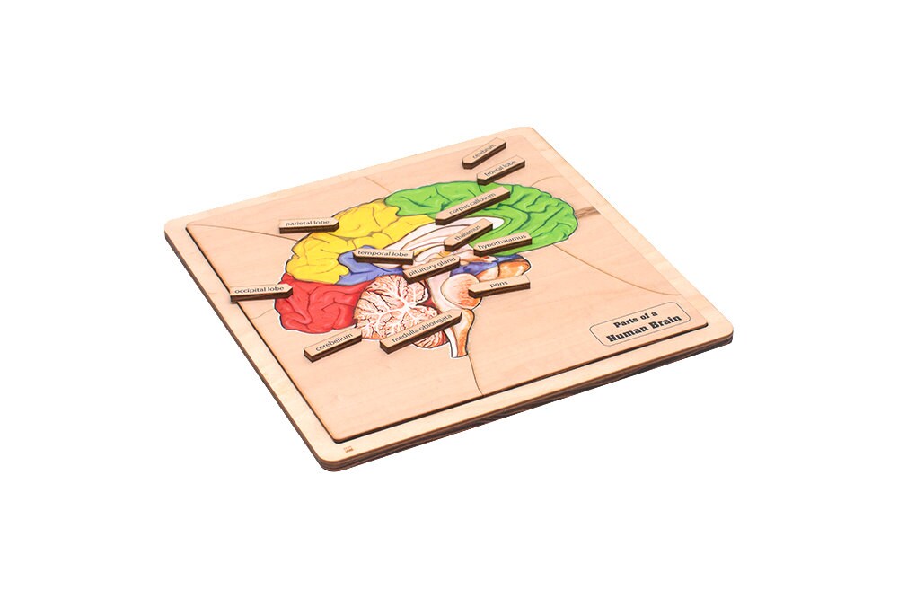Montessori Parts of a Human Brain Puzzle Montessori Science - Etsy