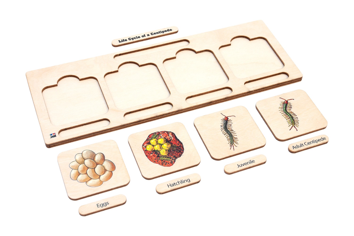 Wooden Life Cycle of a Centipede Puzzle Montessori Materials Montessori ...