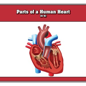 Parts of a Human Heart Puzzle With Nomenclature Cards (6-9 ...