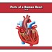 Parts of a Human Heart Puzzle With Nomenclature Cards 6-9 Montessori ...