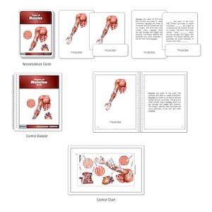 Types of Muscles Puzzle With Nomenclature Cards (6-9) (printed ...