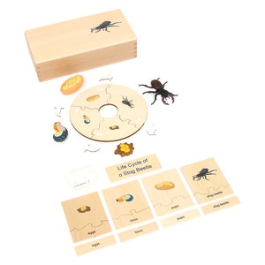 Life Cycle Set of a Stag Beetle - Montessori Life Cycle - Stag Beetle ...