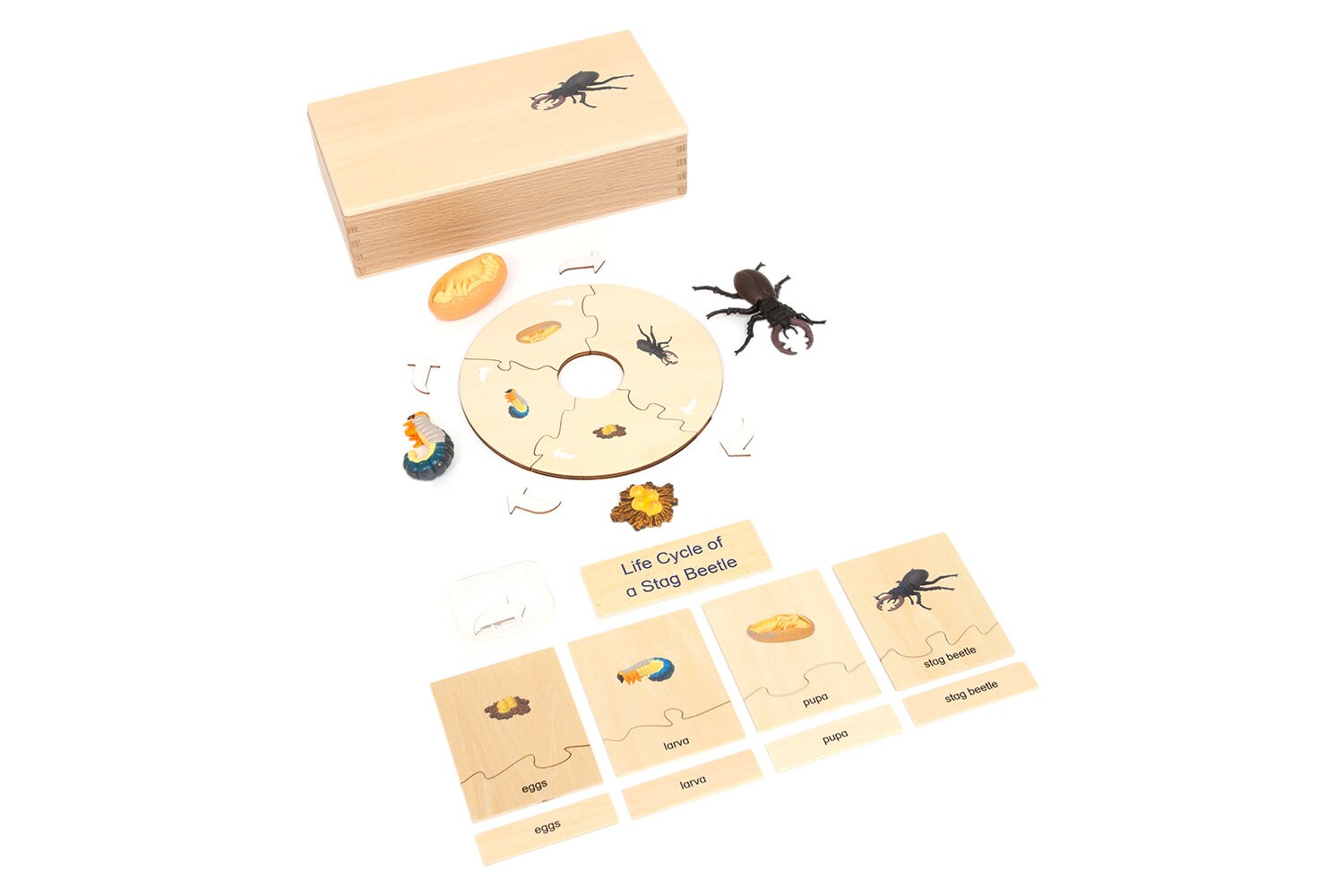 Life Cycle Set of a Stag Beetle Montessori Life Cycle Stag Beetle Life ...