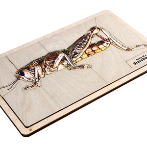 Parts of a Grasshopper Puzzle | Montessori Materials | Montessori ...