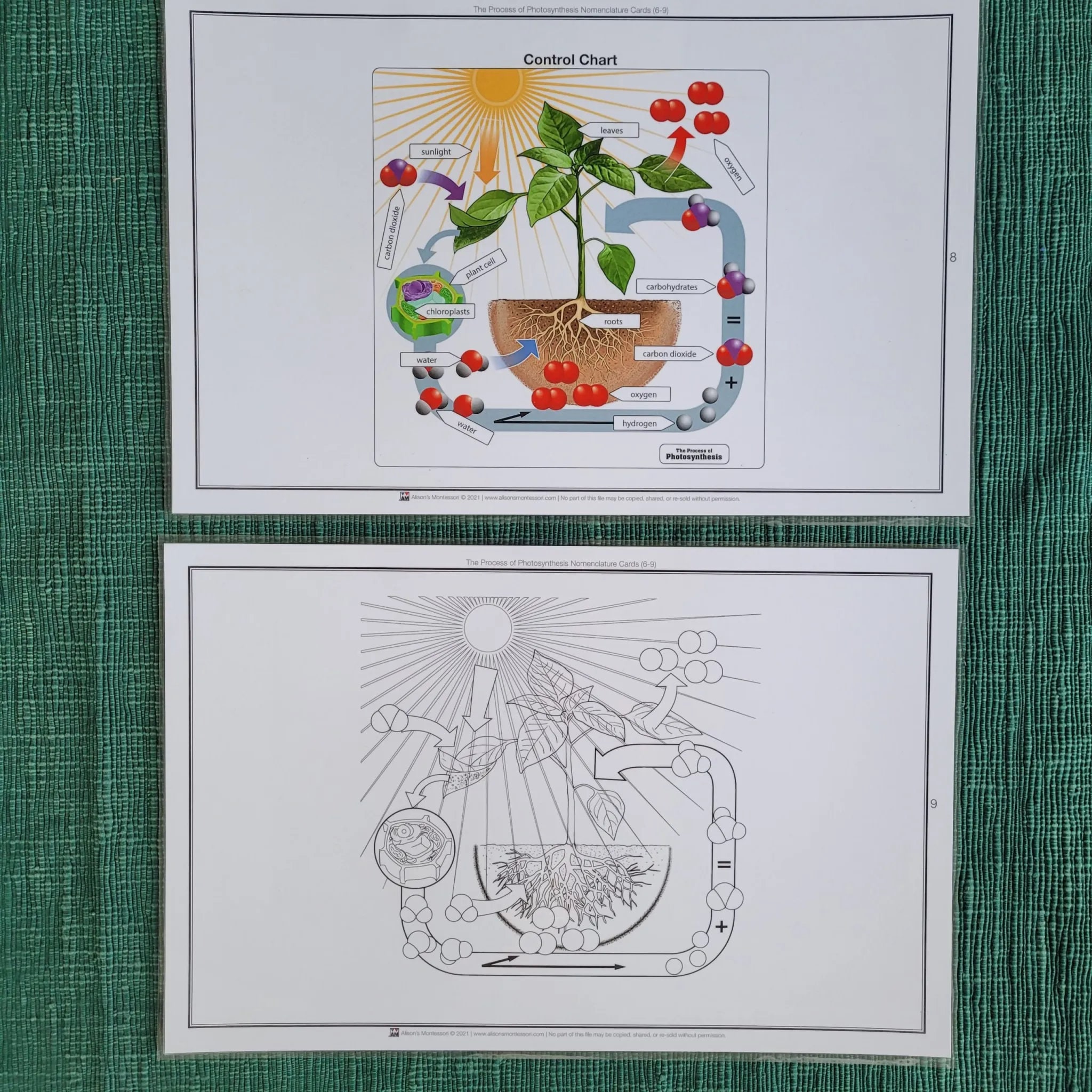 The Process of Photosynthesis Puzzle With Nomenclature Cards 6-9 ...