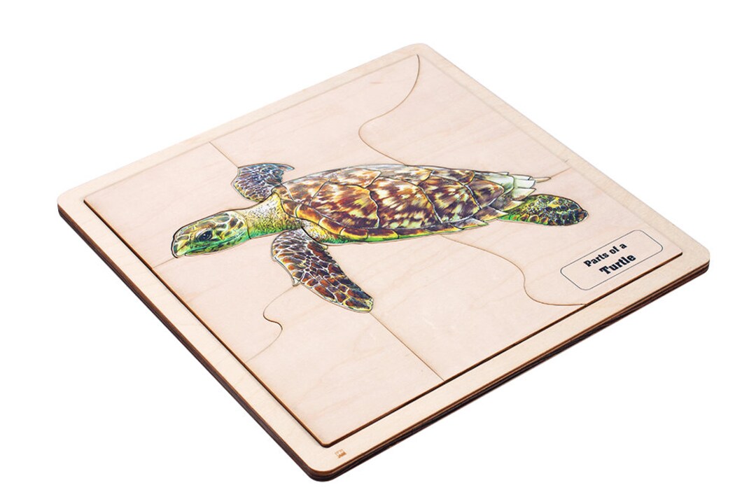 Parts of a Turtle Puzzle With Nomenclature Cards (6-9) | Montessori ...