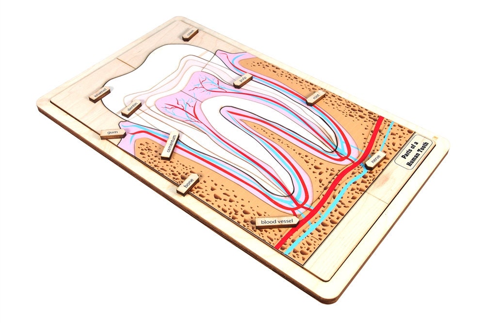 Parts of a Human Tooth Puzzle With Nomenclature Cards 3-6 - Etsy