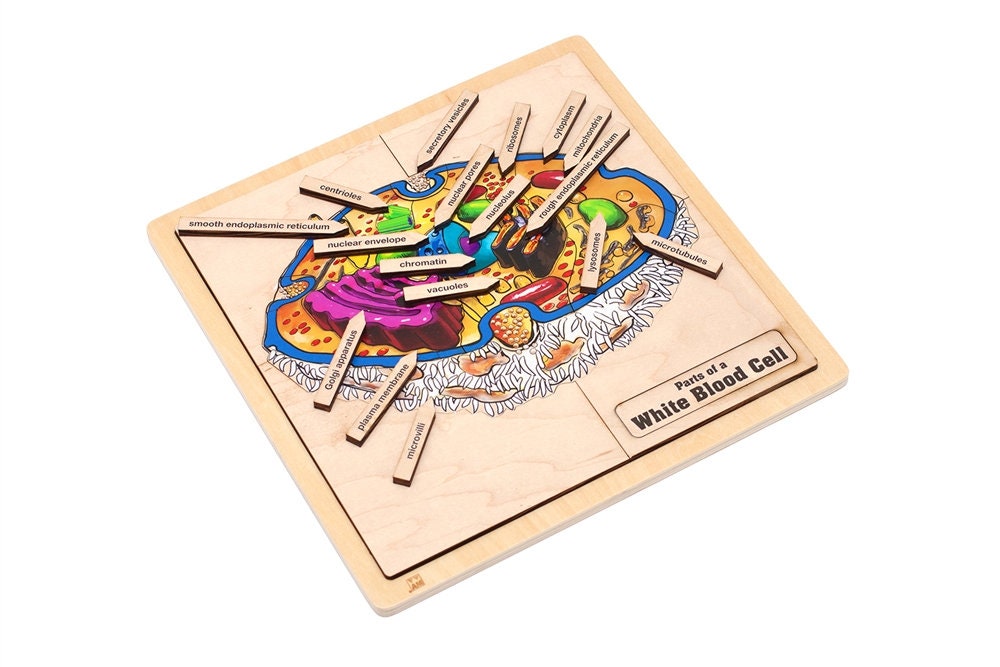 Parts of a White Blood Cell Puzzle With Nomenclature Cards (6-9 ...
