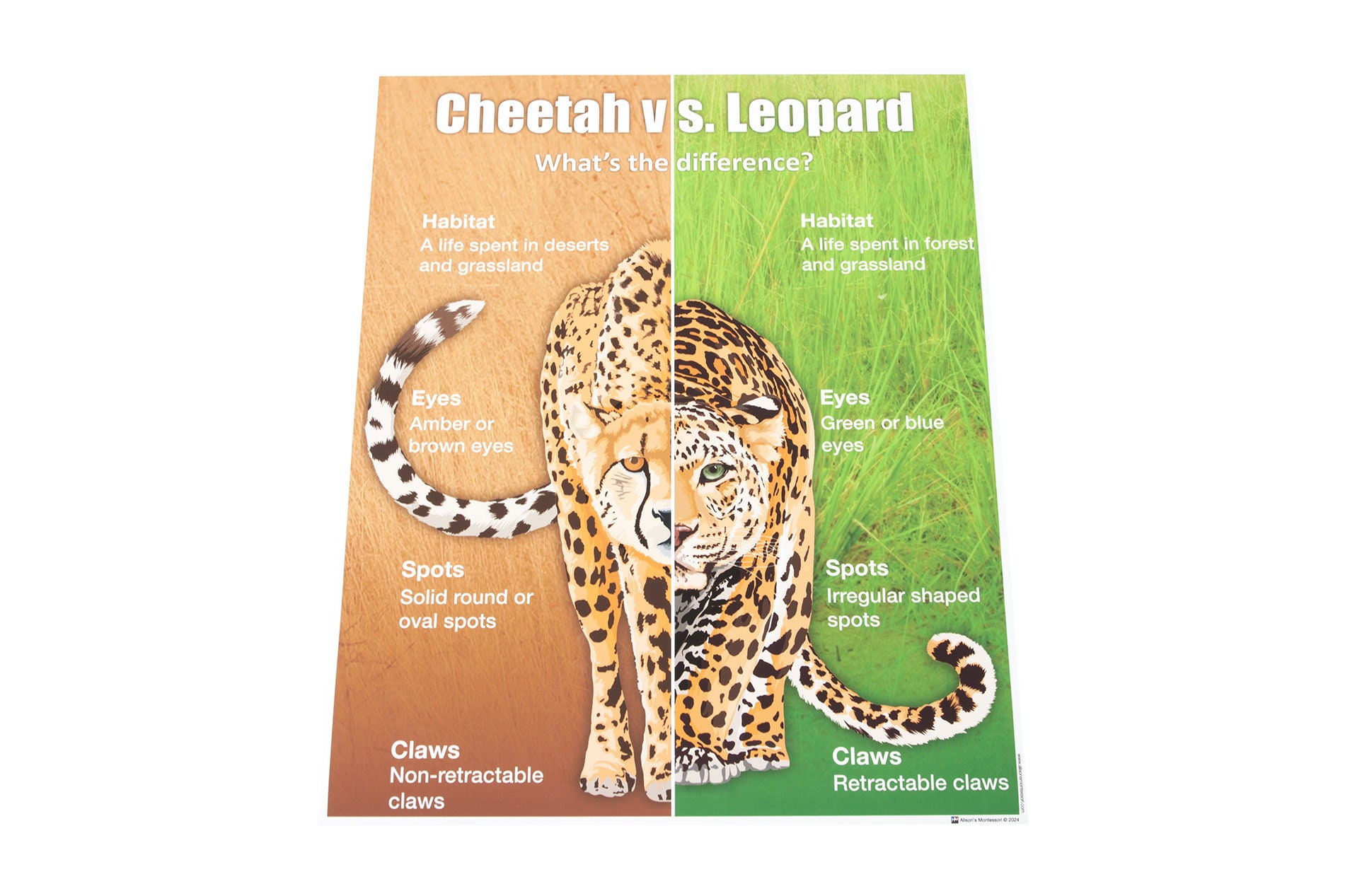 Cheetah Vs Leopard Chart With Cards Montessori Materials Montessori ...