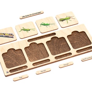 Wooden Life Cycle Set: Grasshopper | Montessori Puzzles | Montessori ...