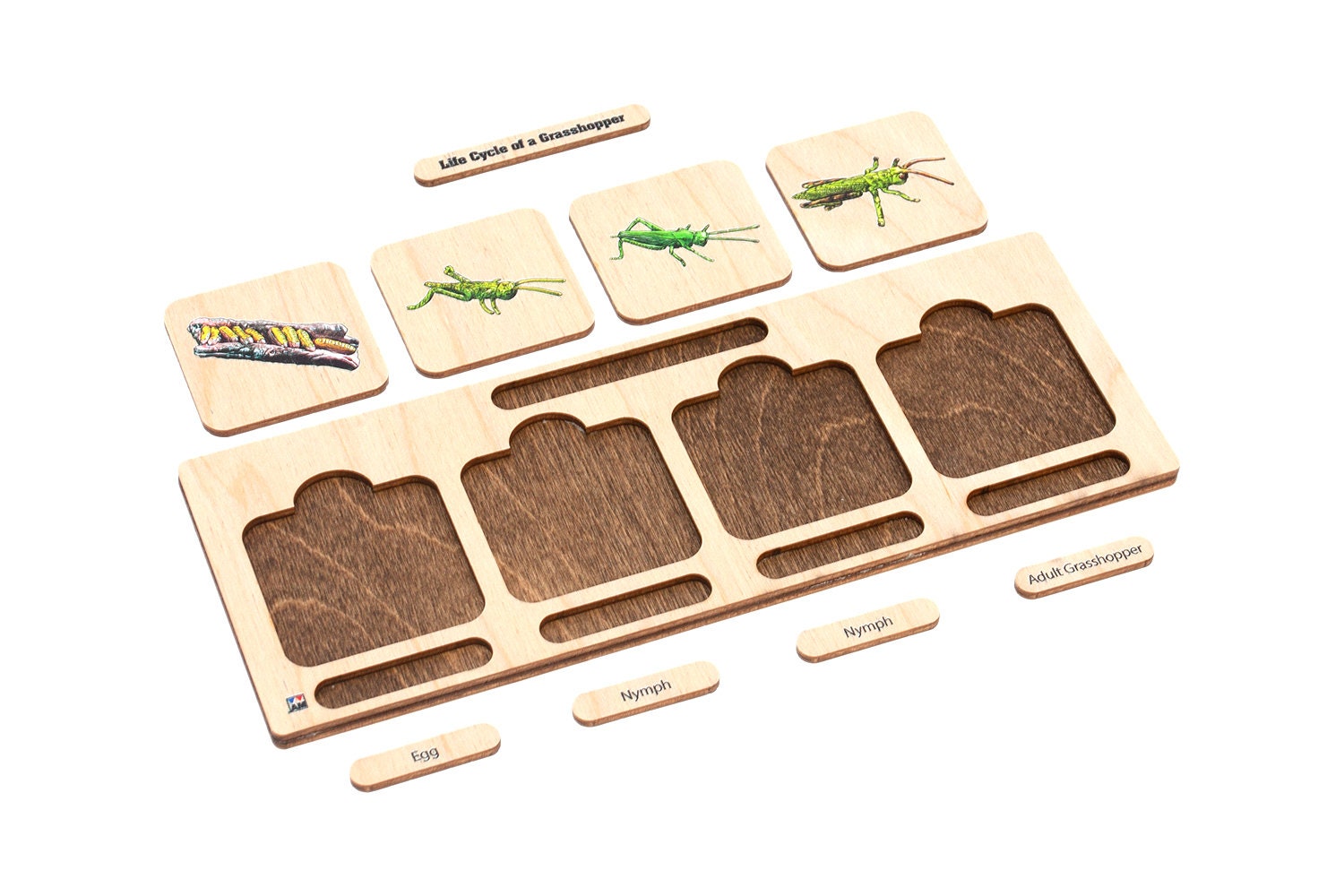 Wooden Life Cycle Set: Grasshopper | Montessori Puzzles | Montessori ...
