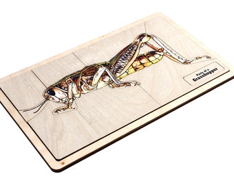 Montessori 3 Part Cards Parts of a Grasshopper - Etsy