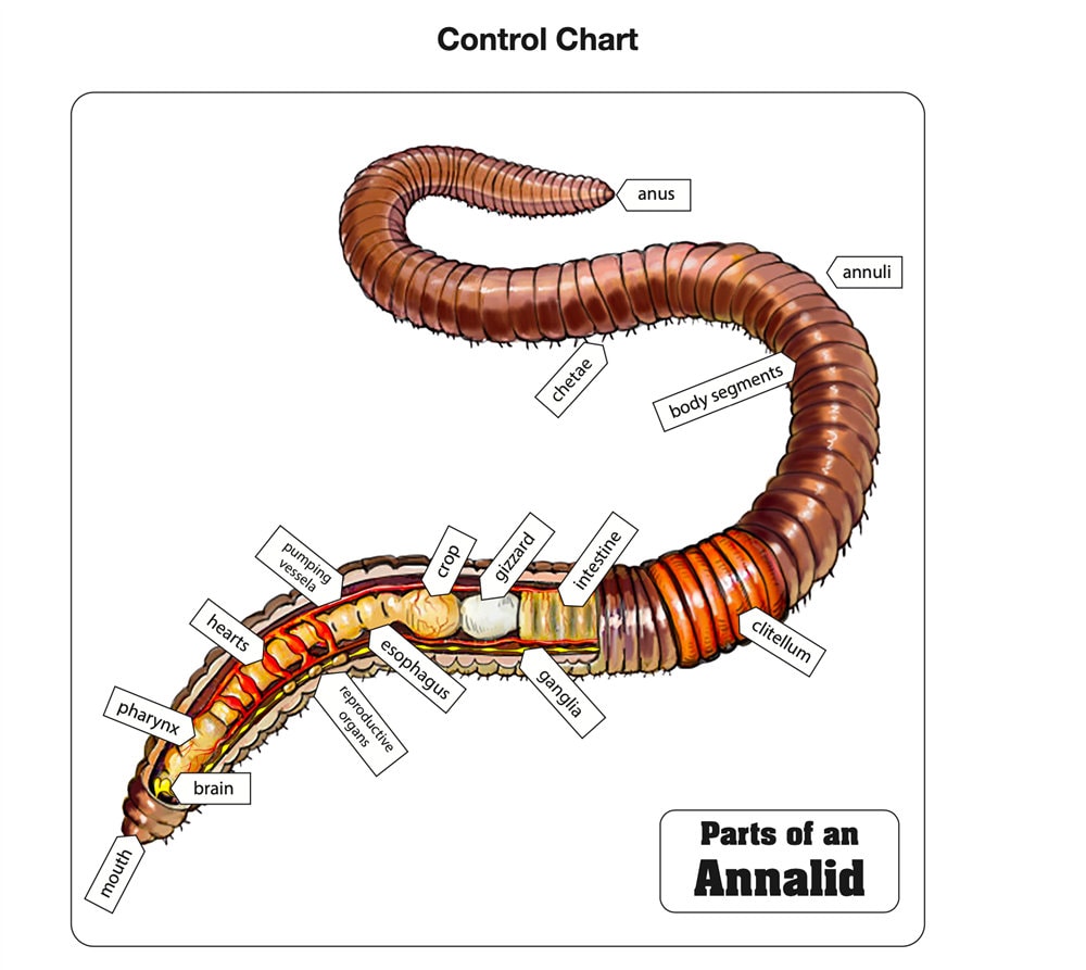 Parts of an Annelid Puzzle Montessori Puzzles Montessori Science ...