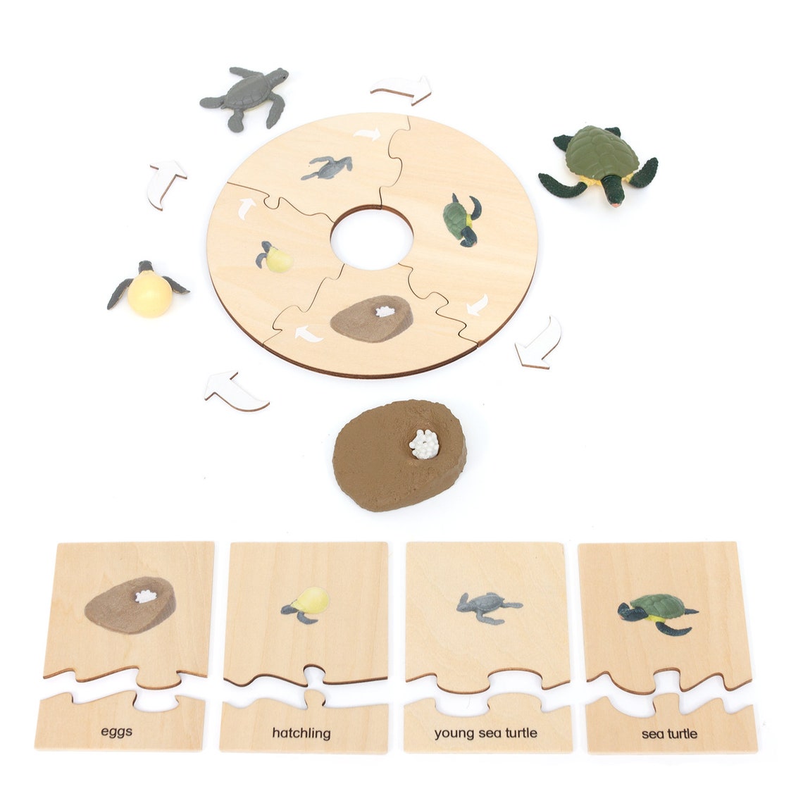 Life Cycle Set of a Sea Turtle Montessori Life Cycle Sea Turtle Life ...
