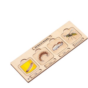 Wooden Life Cycle of a Bee Puzzle | Life Cycle Learning | Zoology ...