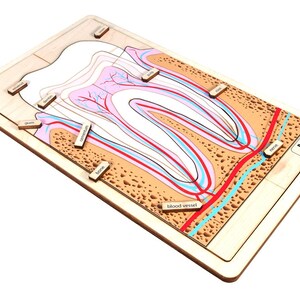 Parts of a Human Tooth Puzzle With Nomenclature Cards (6-9 ...