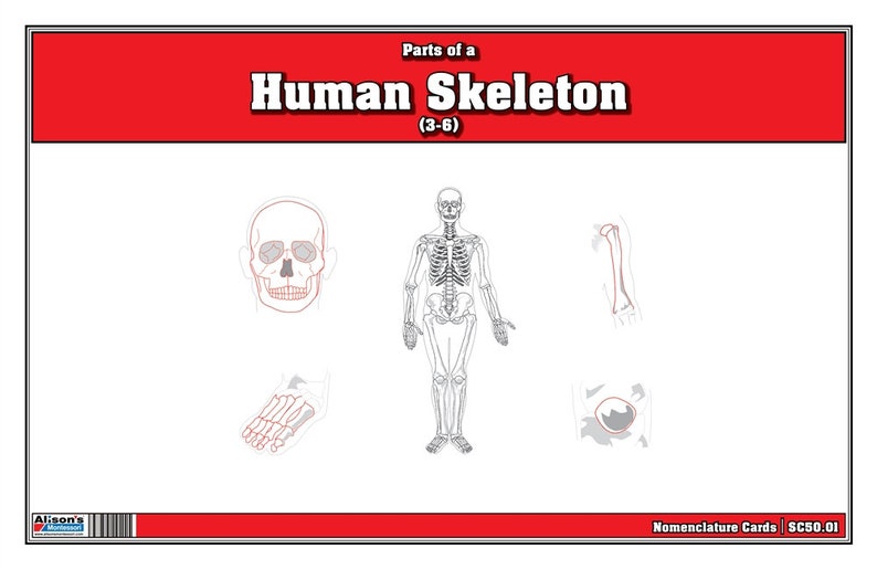 Parts of a Human Skeleton Puzzle Montessori Puzzle Human - Etsy