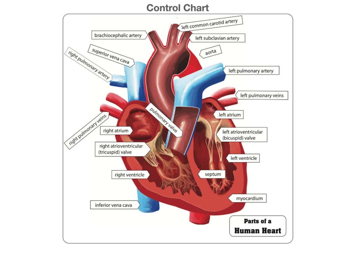 Parts of a Human Heart Puzzle With Nomenclature Cards 6-9 - Etsy