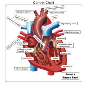 Parts of a Human Heart Puzzle With Nomenclature Cards (6-9 ...