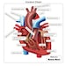 Parts of a Human Heart Puzzle With Nomenclature Cards 6-9 - Etsy