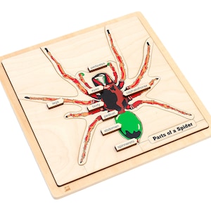 Parts of a Spider Puzzle | Montessori Materials | Montessori Zoology ...