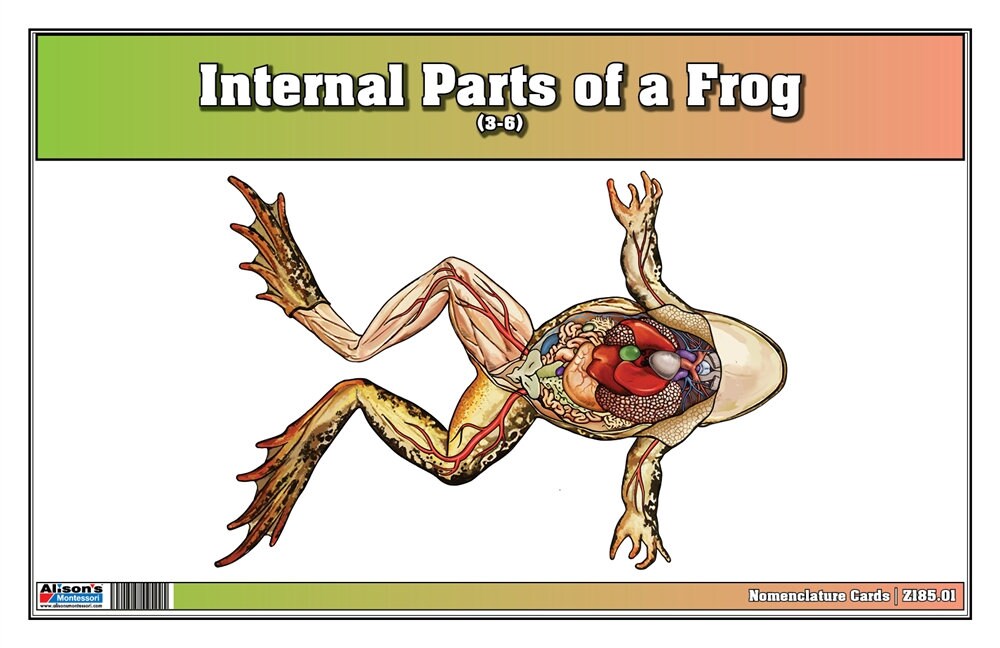 Internal Parts of a Frog Puzzle With Nomenclature Cards (3-6) (printed ...
