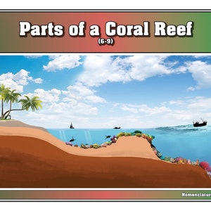 Parts of a Coral Reef Puzzle With Nomenclature Cards 6-9 | Montessori ...