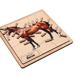 Parts of a Horse Puzzle With Nomenclature Cards (3-6) | Montessori ...