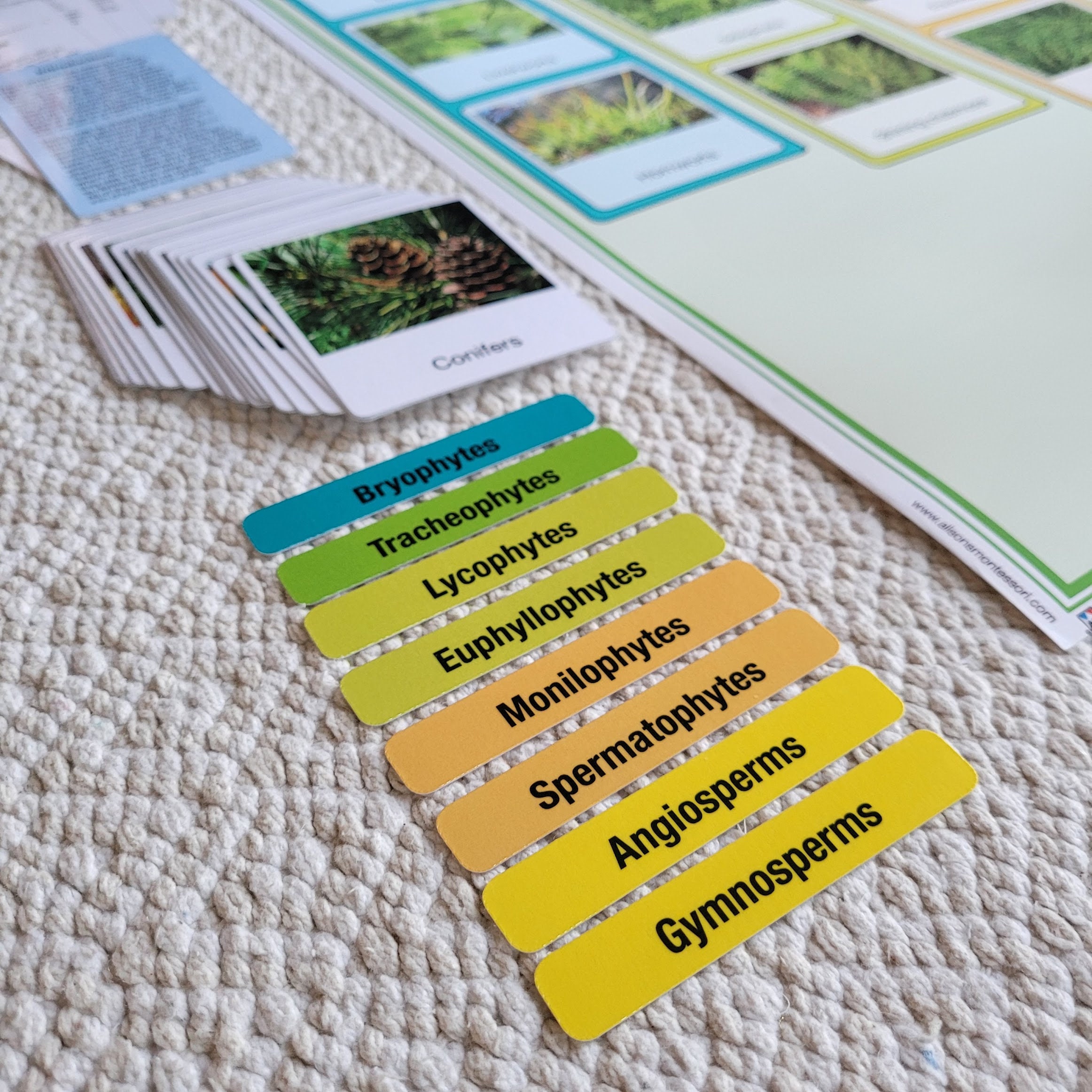 Plant Kingdom Chart Complete Set | Montessori Kingdoms | Kingdom Chart ...