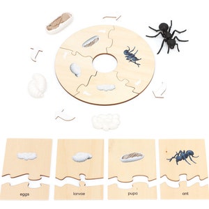Life Cycle Set of an Ant - Montessori Life Cycle - Ant Life Cycle ...