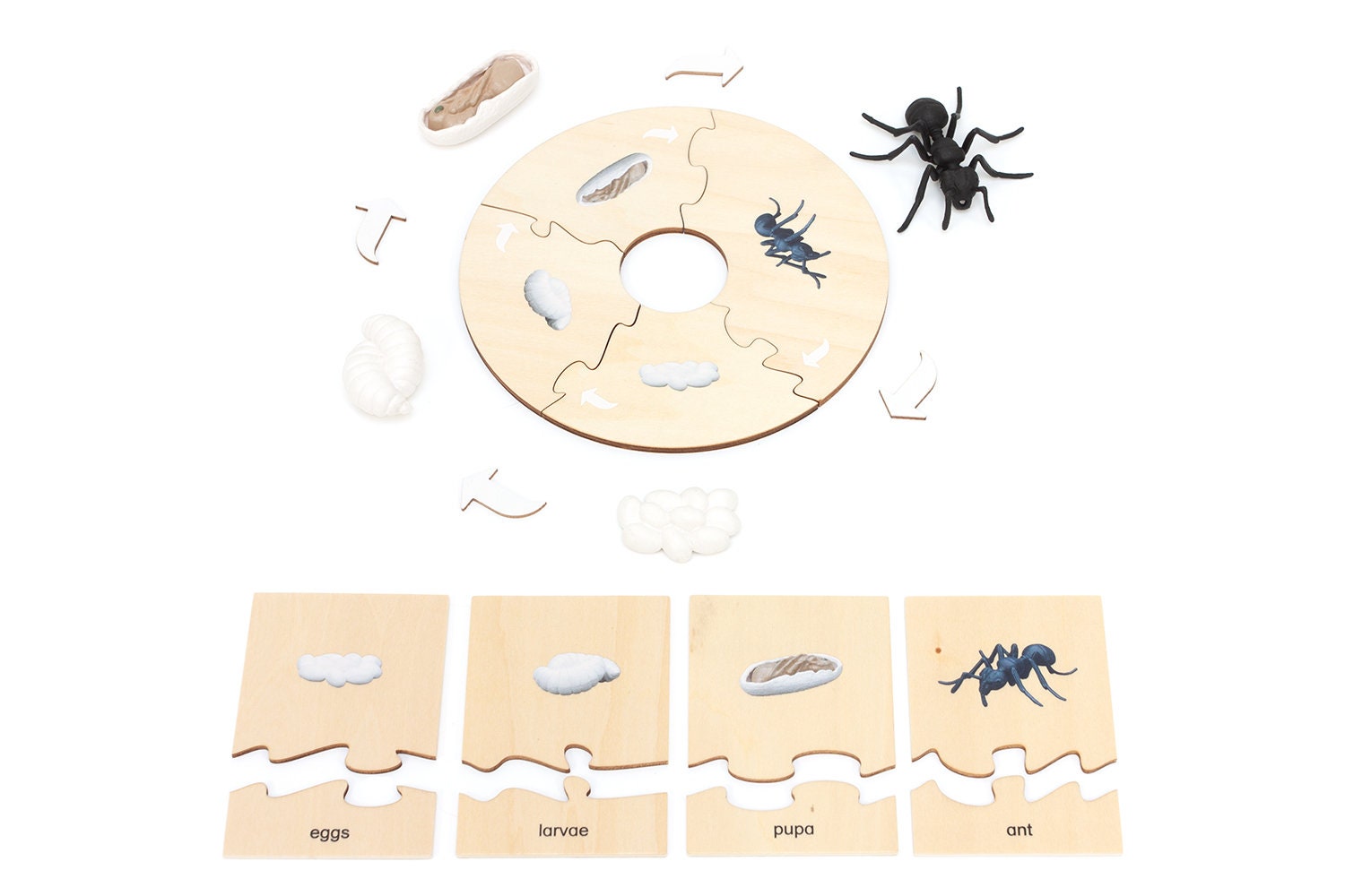 Life Cycle Set of an Ant - Montessori Life Cycle - Ant Life Cycle ...