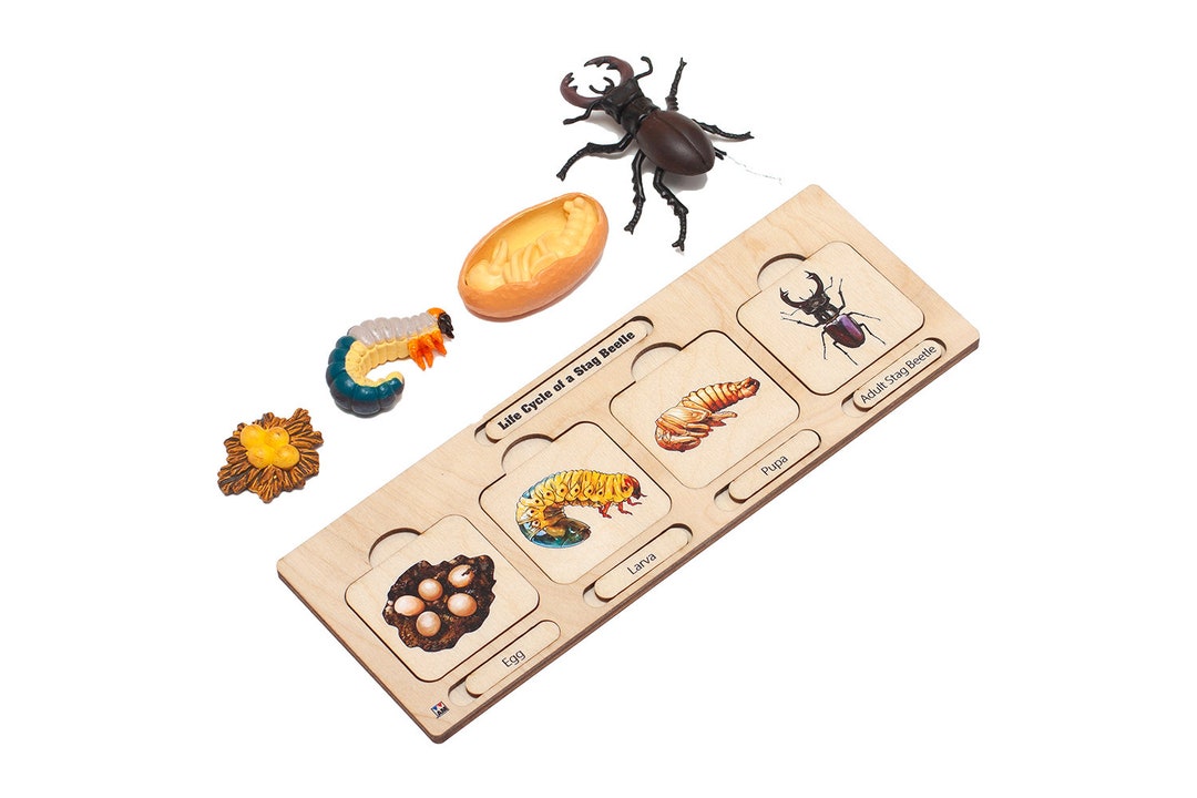 Life Cycle of a Beetle | Life Cycle Set: Beetle | Montessori Puzzles ...