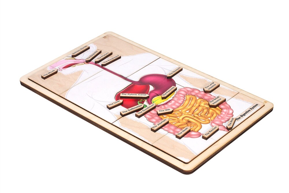 The Digestive System Puzzle With Nomenclature Cards (3-6) | Montessori ...