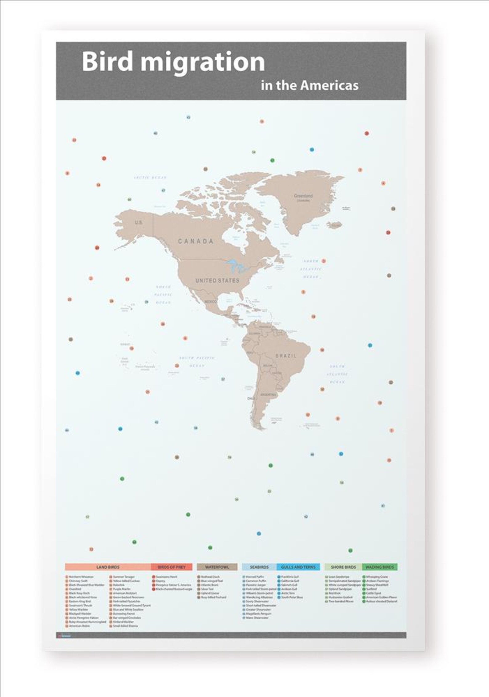 Bird Migration Chart of the Americas: Montessori Science Materials - Etsy