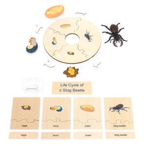 Life Cycle Set of a Stag Beetle - Montessori Life Cycle - Stag Beetle ...