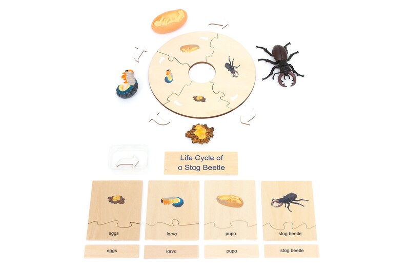Life Cycle Set of a Stag Beetle Montessori Life Cycle Stag Beetle Life ...