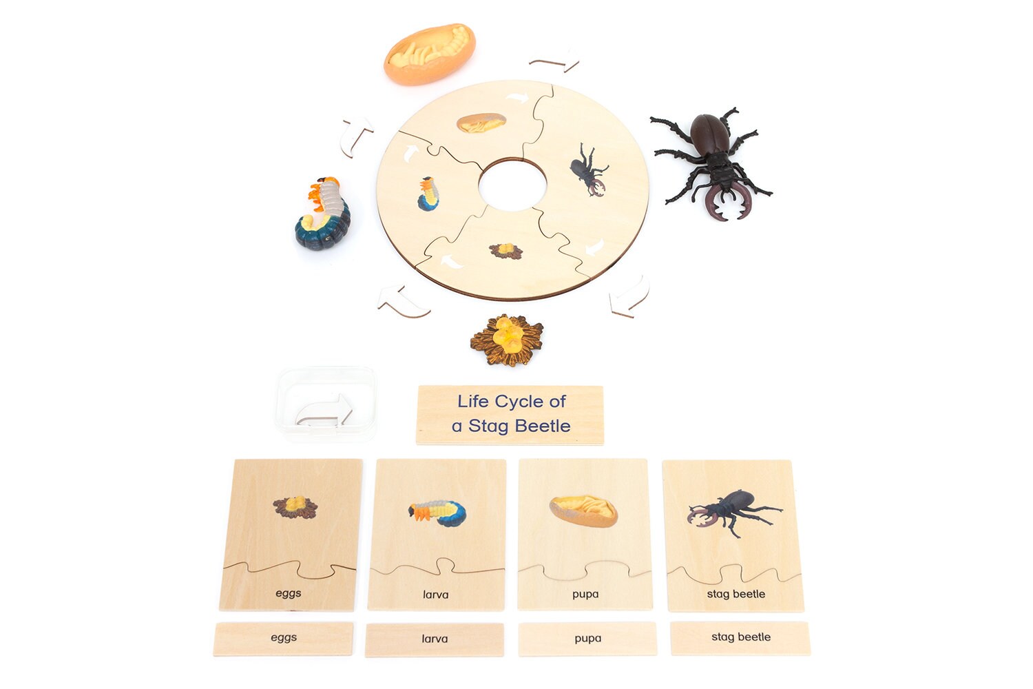 Life Cycle Set of a Stag Beetle Montessori Life Cycle Stag Beetle Life ...