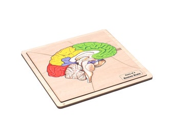 Wooden Brain Anatomy Puzzle - Etsy