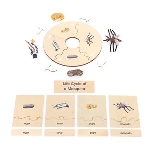 Life Cycle Set of a Mosquito - Montessori Life Cycle - Mosquito Life ...