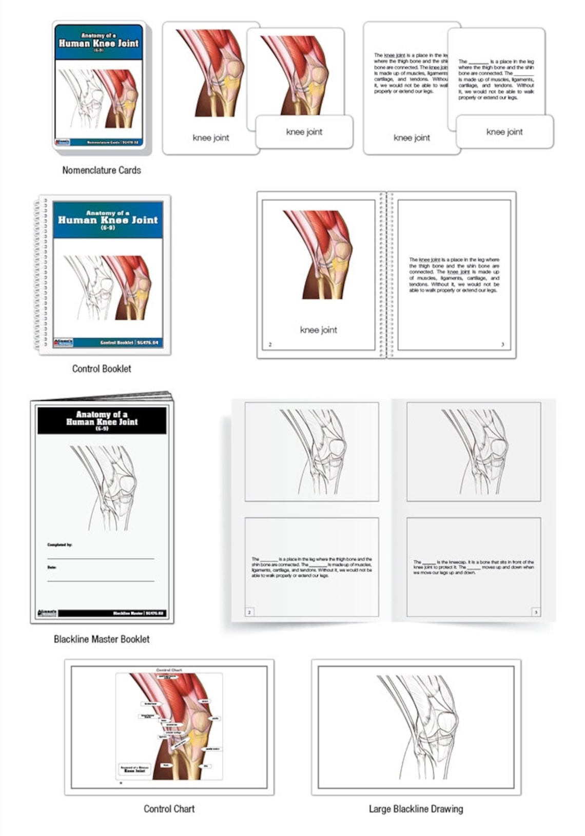 Anatomy of a Human Knee Joint Puzzle With Nomenclature Cards 6-9 ...