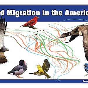 Bird Migration in the Americas | Montessori Materials | Montessori ...