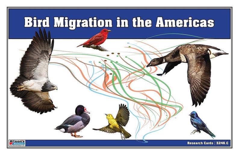 Bird Migration Chart of the Americas: Montessori Science Materials - Etsy