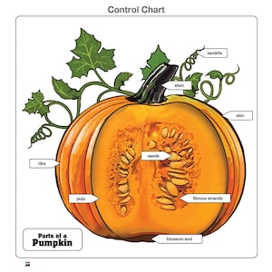 Parts of a Pumpkin Puzzle With Nomenclature Cards (6-9) | Montessori ...