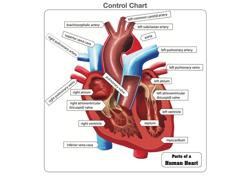 Montessori Parts of a Human Heart Puzzle Human Heart Puzzle - Etsy